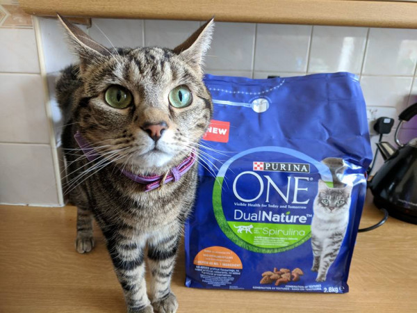 How to get FREE pet stuff (the ultimate guide) | Magic Freebies